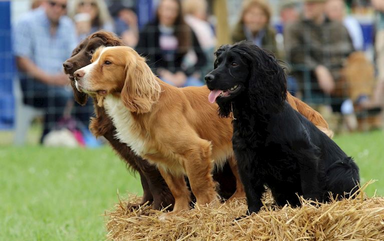 November Friday, The Countryside Day | Cheltenham Racecourse